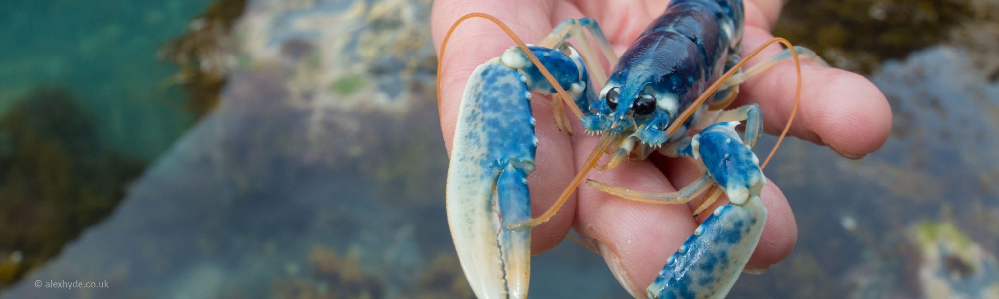 Climate & Environment - National Lobster Hatchery