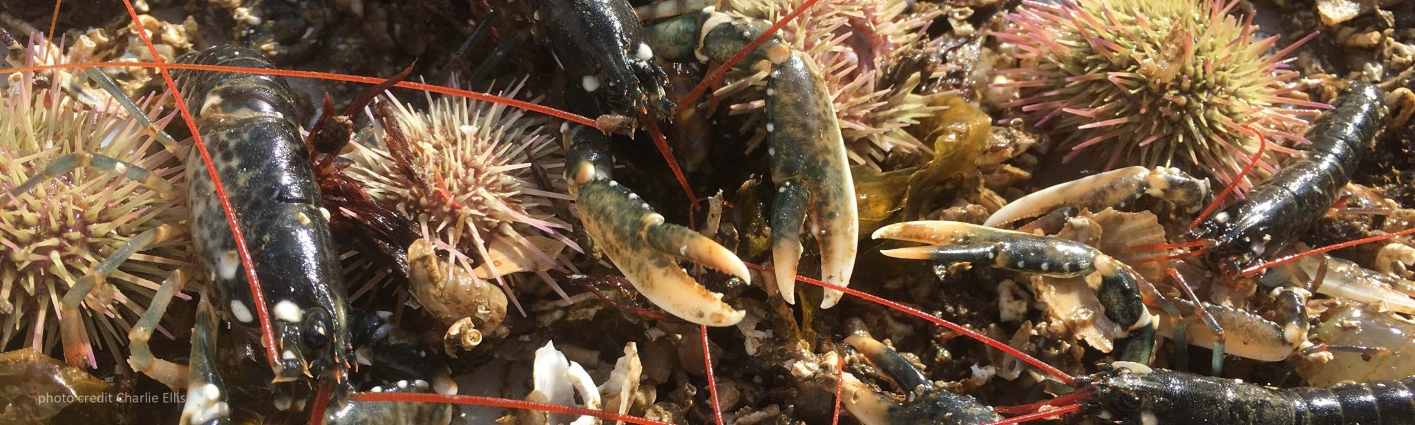 Ecological Integration - National Lobster Hatchery