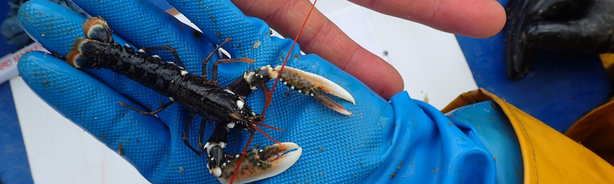Lobster Grower - National Lobster Hatchery