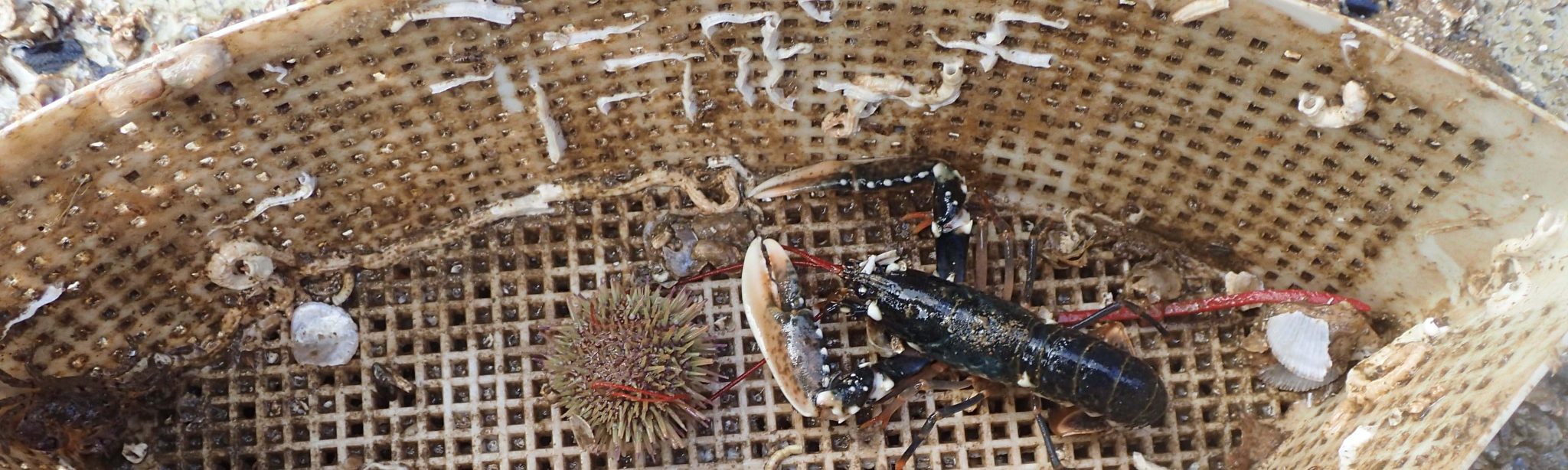 Research - National Lobster Hatchery